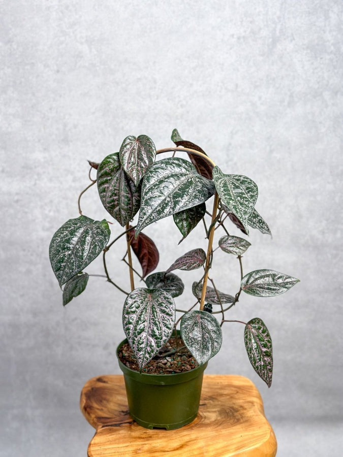 Piper crocatum | Ornate Pink-Veined Pepper Vine – Ed's Plant Shop