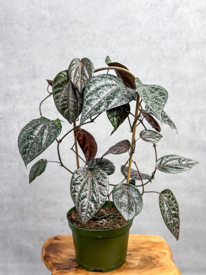 Piper crocatum | Ornate Pink-Veined Pepper Vine – Ed's Plant Shop
