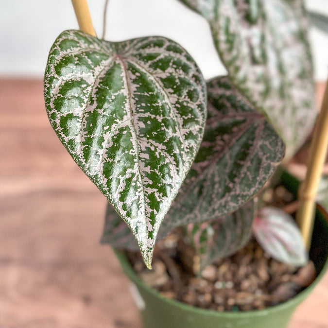 Piper crocatum | Ornate Pink-Veined Pepper Vine – Ed's Plant Shop