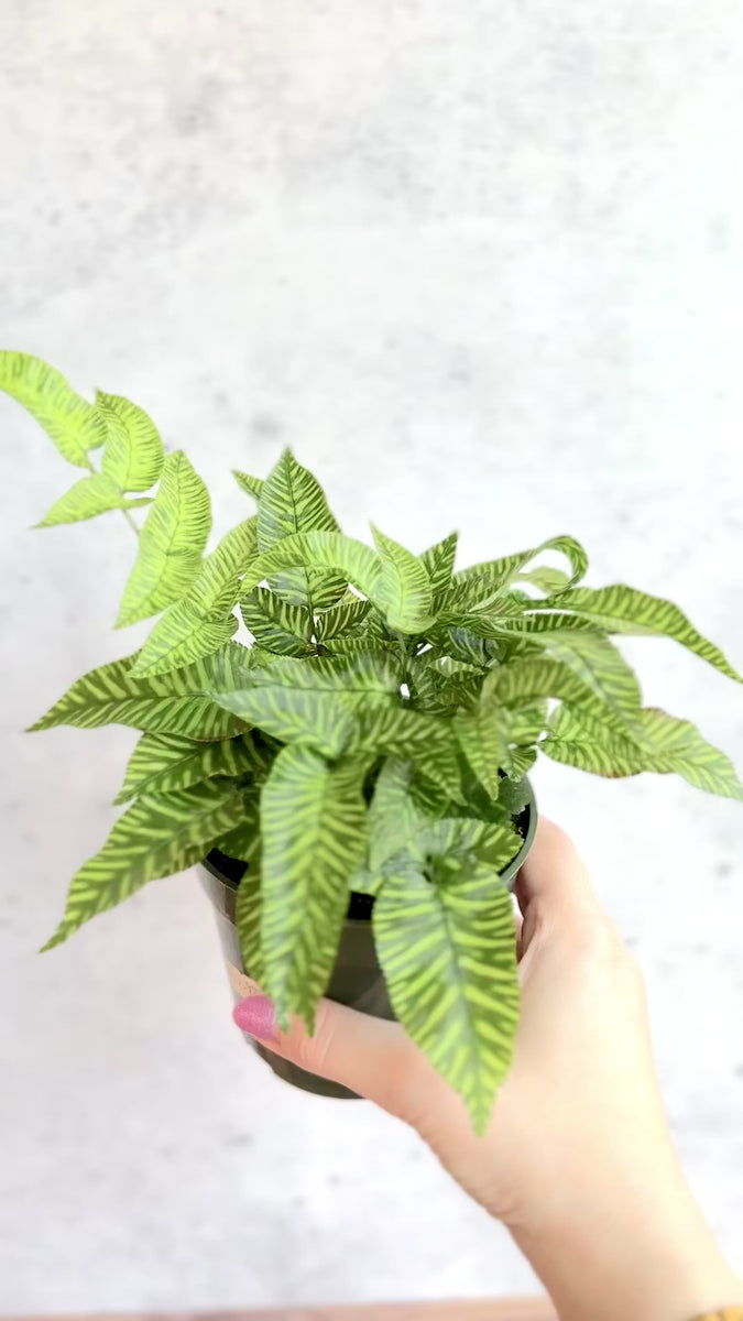 Phlebodium aureum ‘Mandianum’ - Golden Zebra Fern – Ed's Plant Shop
