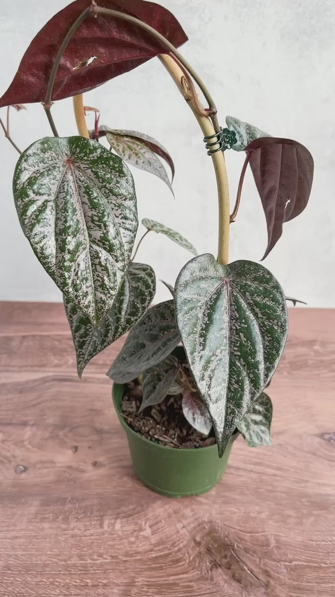 Piper crocatum | Ornate Pink-Veined Pepper Vine – Ed's Plant Shop