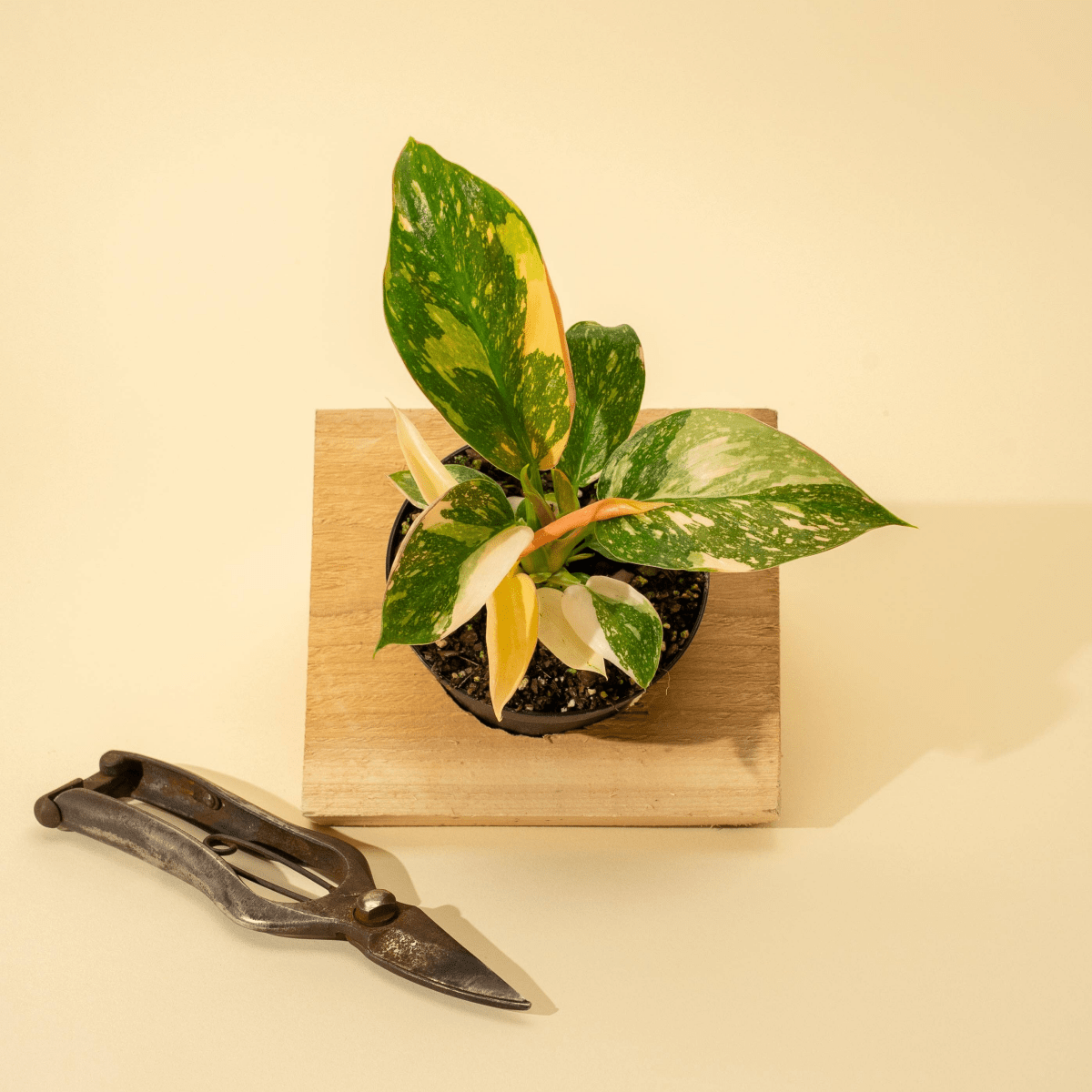 Philodendron ‘Copper Flame’ | Unique Self-Heading Aroid – Ed's Plant Shop