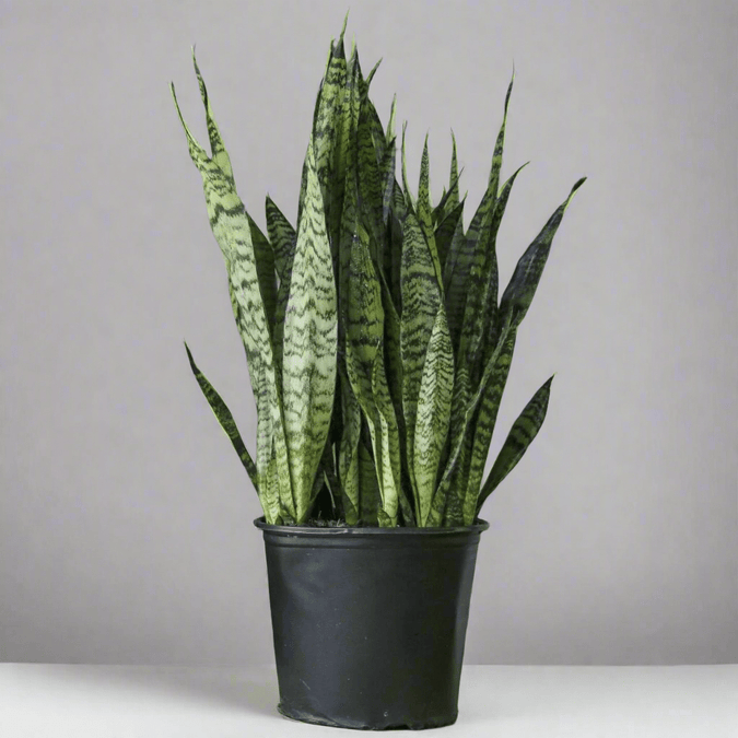 Sansevieria zeylanica ‘Bowstring Hemp’ | Drought-Tolerant Snake Plant ...