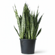 Sansevieria zeylanica ‘Bowstring Hemp’ | Drought-Tolerant Snake Plant ...
