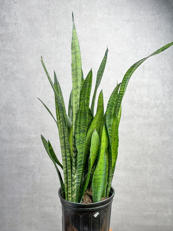 Sansevieria Zeylanica Bowstring Hemp – Snake Plant | Drought-Tolerant ...