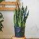 Sansevieria Zeylanica Bowstring Hemp – Snake Plant | Drought-Tolerant ...