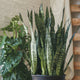Sansevieria Zeylanica Bowstring Hemp – Snake Plant | Drought-Tolerant ...