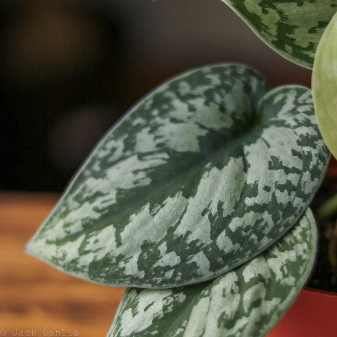 Scindapsus pictus ‘Exotica’ | Stunning Trailing Houseplant – Ed's Plant ...