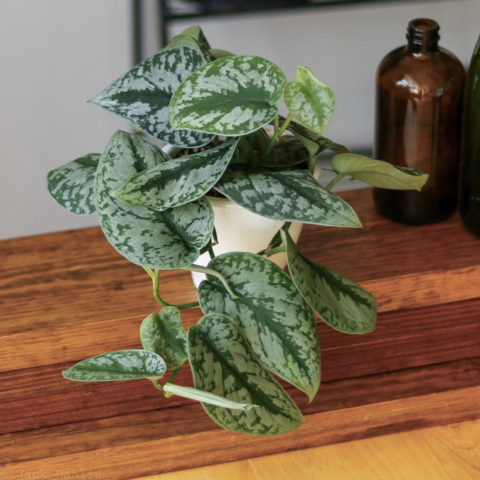 Scindapsus pictus ‘Exotica’ - Exotic Scindapsus – Ed's Plant Shop