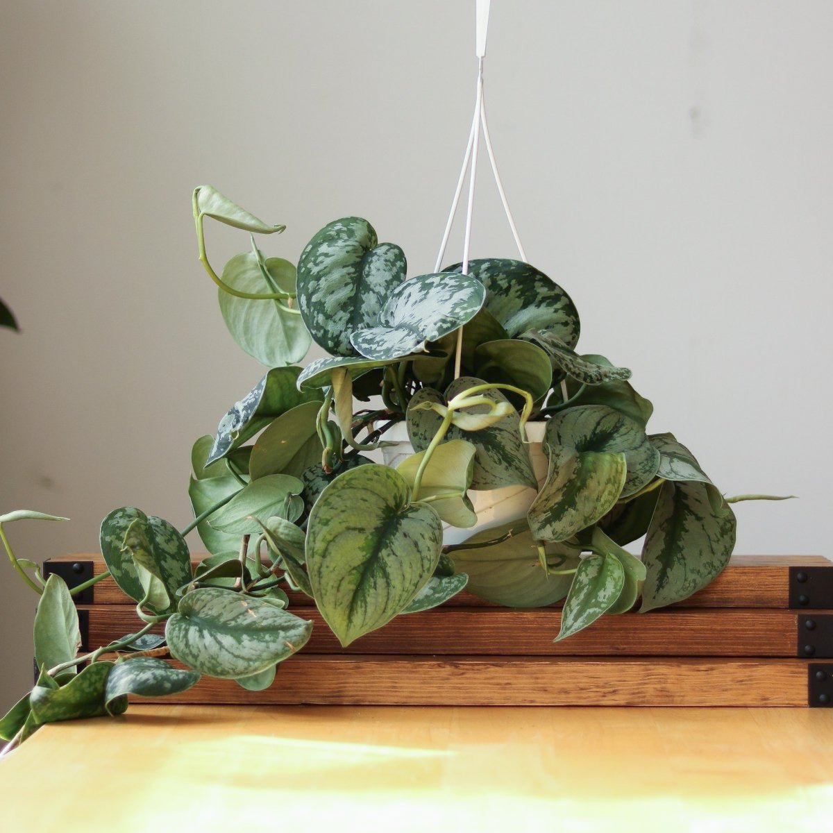 Scindapsus pictus ‘Exotica’ Hanging Basket - Exotic Foliage – Ed's ...