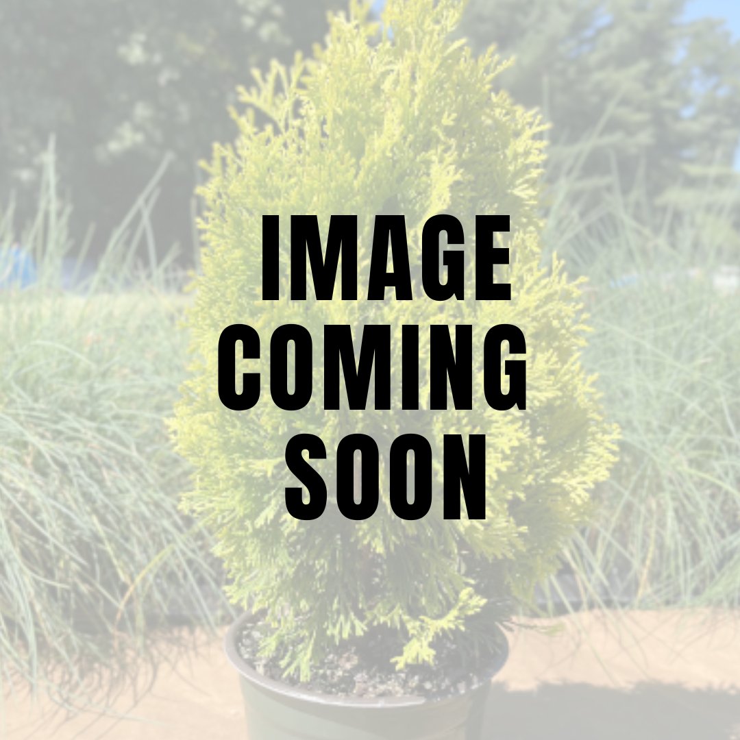 Thuja Jantar - Vibrant Golden Arborvitae | Shop Now! – Ed's Plant Shop