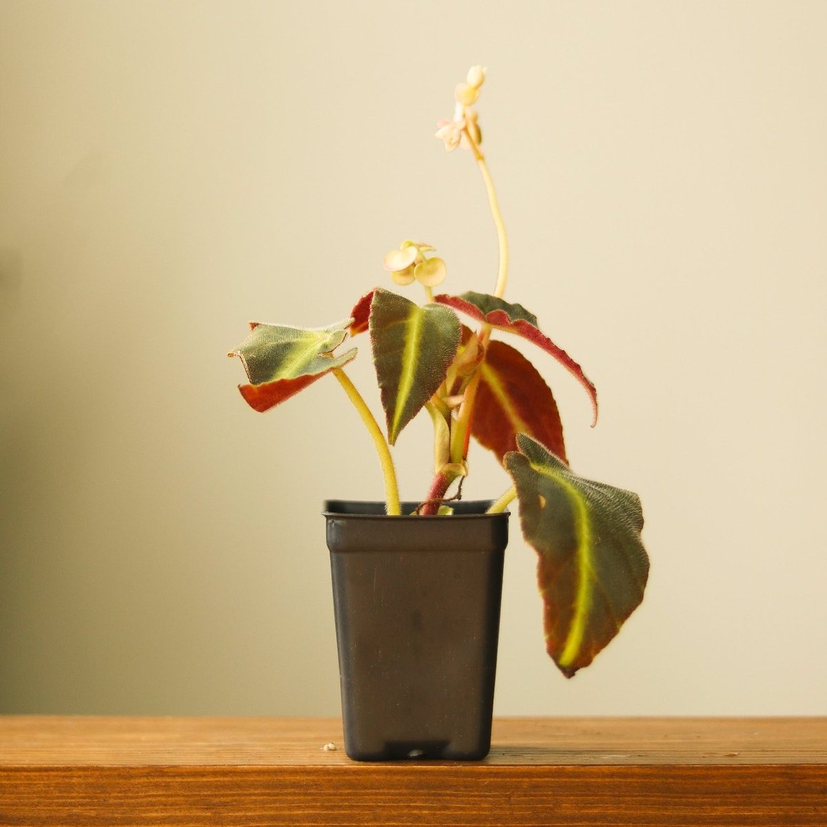 Begonia Listada – Exotic Houseplant with Striking Foliage – Ed's Plant Shop