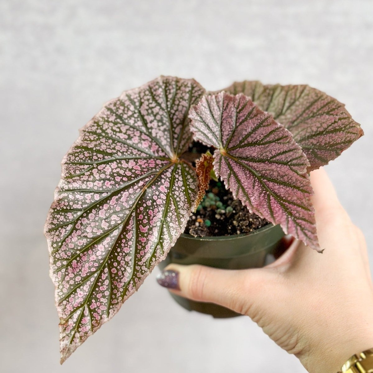 Begonia Miss Mummy: Vibrant, Intricate Leaf Patterns – Ed's Plant Shop
