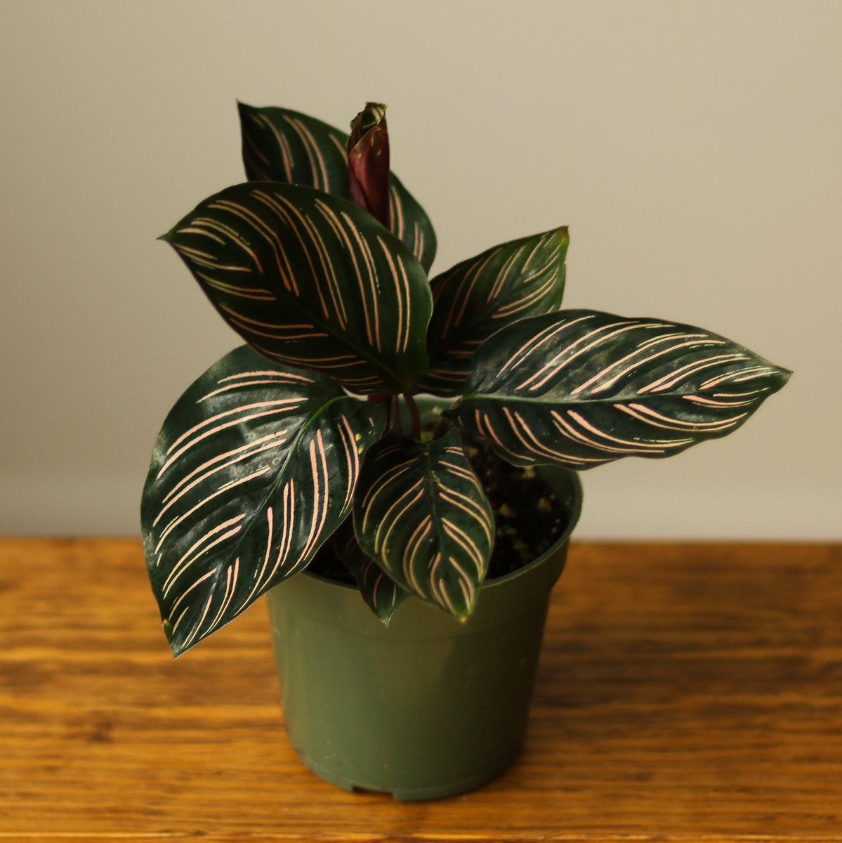 Pinstripe Calathea: Dark Green Leaves with Pink Stripes – Ed's Plant Shop