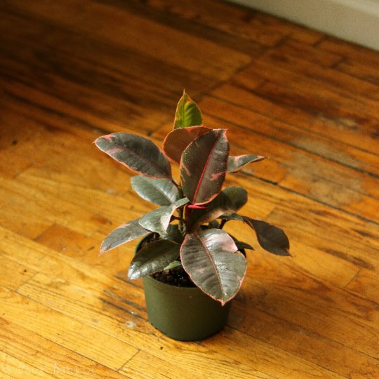Ficus elastica Ruby - Stunning Low-Maintenance Indoor Plant – Ed's ...