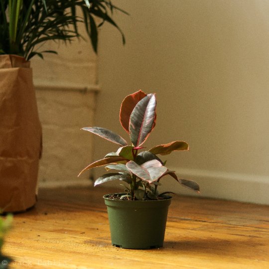 Ficus elastica Ruby - Stunning Low-Maintenance Indoor Plant – Ed's ...