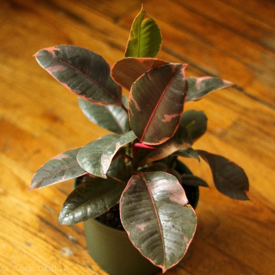 Ficus elastica Ruby - Stunning Low-Maintenance Indoor Plant – Ed's ...
