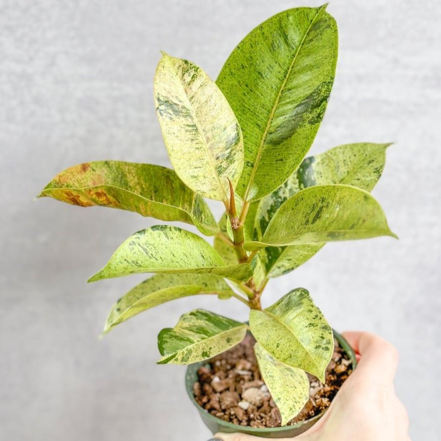 Rare Ficus Elastica 'Shiveriana' Plant – Ed's Plant Shop