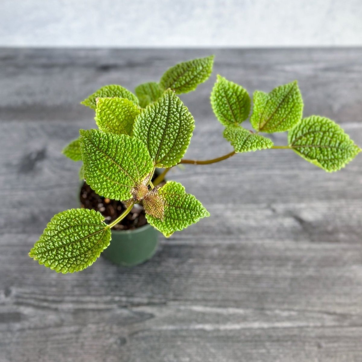 Pilea ‘Moon Valley’ | Textured Green Houseplant – Ed's Plant Shop