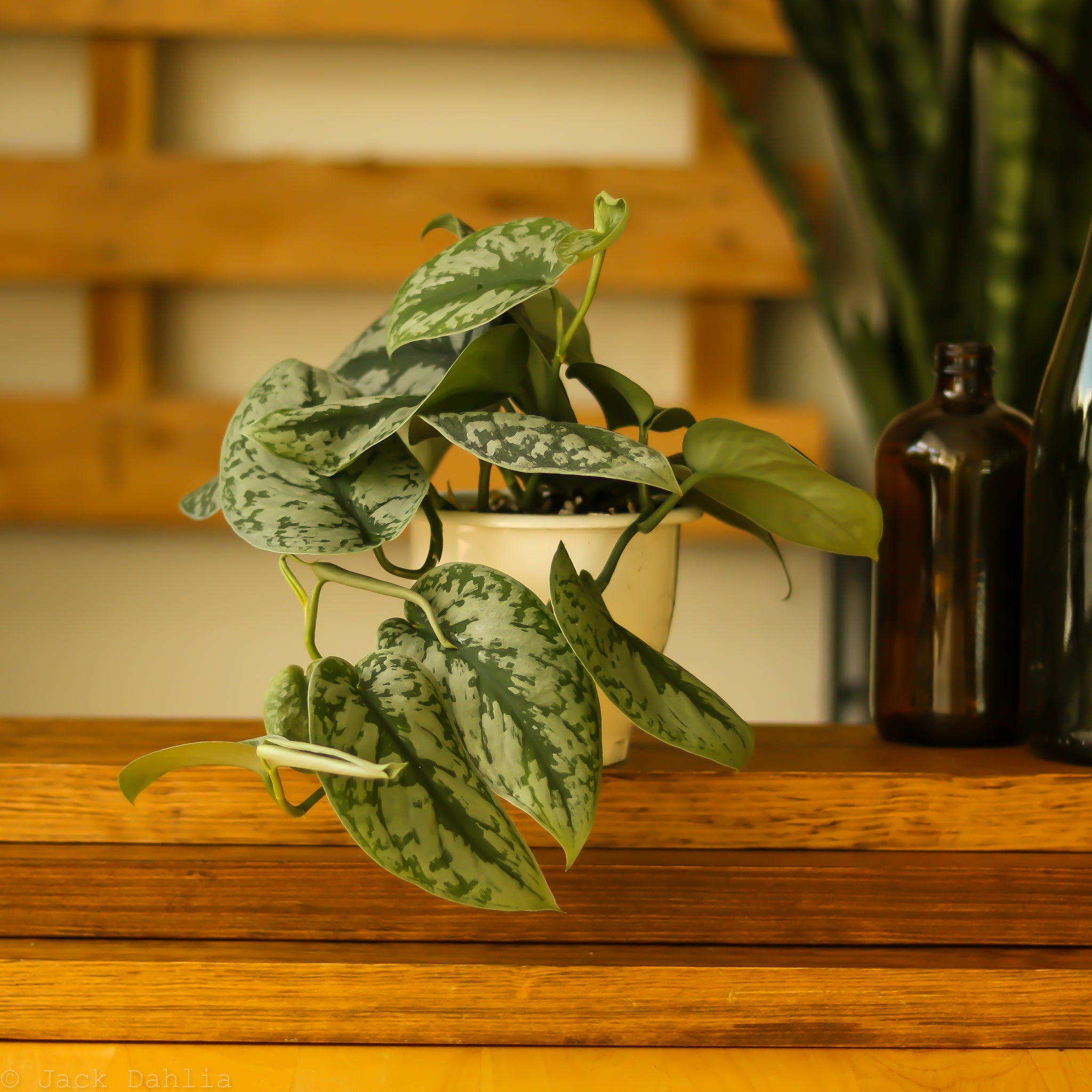 Scindapsus pictus ‘Exotica’ - Exotic Scindapsus – Ed's Plant Shop