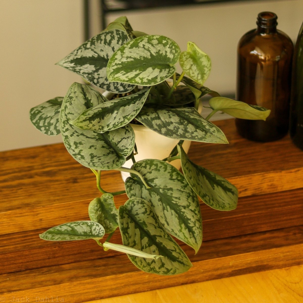 Scindapsus pictus ‘Exotica’ Hanging Basket - Exotic Foliage – Ed's ...