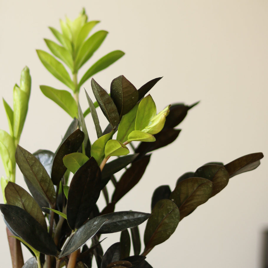 Raven ZZ Plant (Zamioculcas Zamiifolia) | Shop Rare Indoor Plants – Ed ...